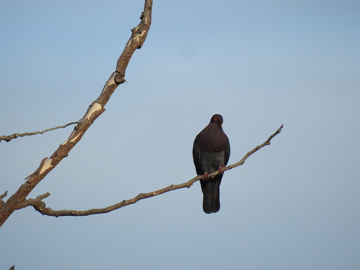 eBird Checklist - 1 Jan 2023 - Alturas de Mayagüez - 19 species