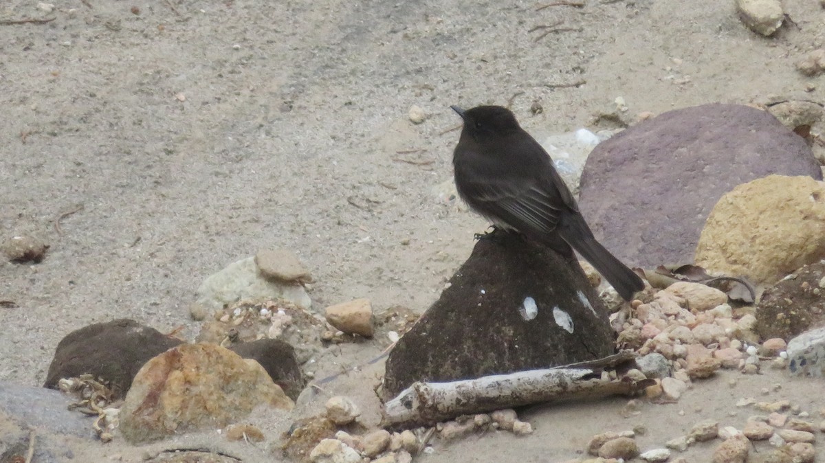 ML527338251 - Black Phoebe - Macaulay Library