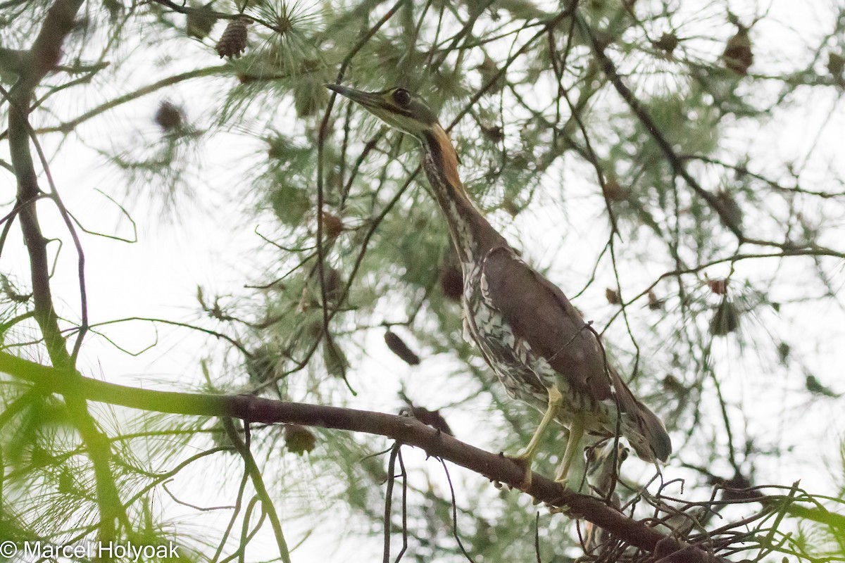 ML527490071 - White-eared Night Heron - Macaulay Library