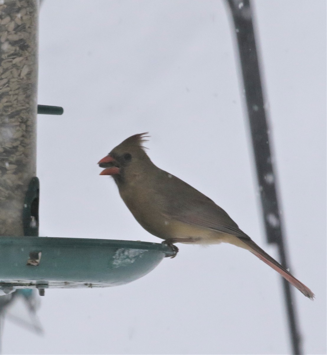 eBird Checklist - 23 Jan 2023 - 2501 Green Hill Road, Chatham, NH - 11 ...
