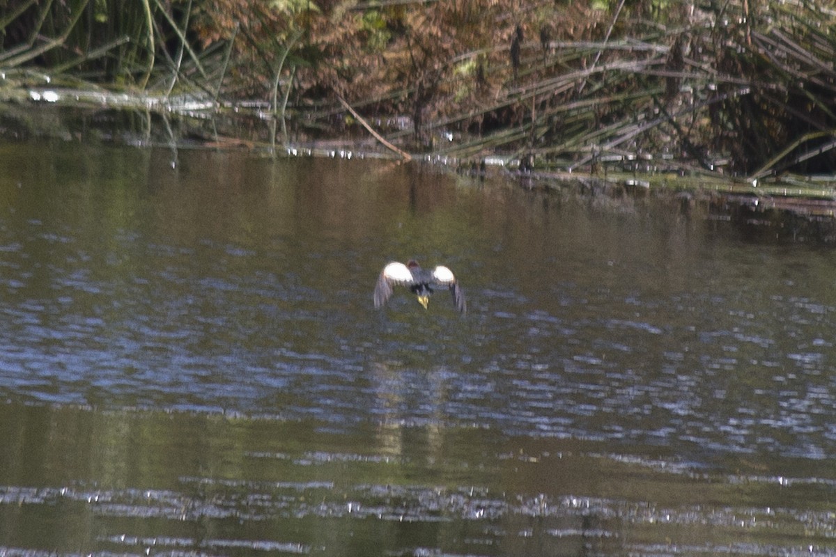 eBird Checklist - 24 Jan 2023 - Sydney Olympic Park--Narawang Wetlands ...