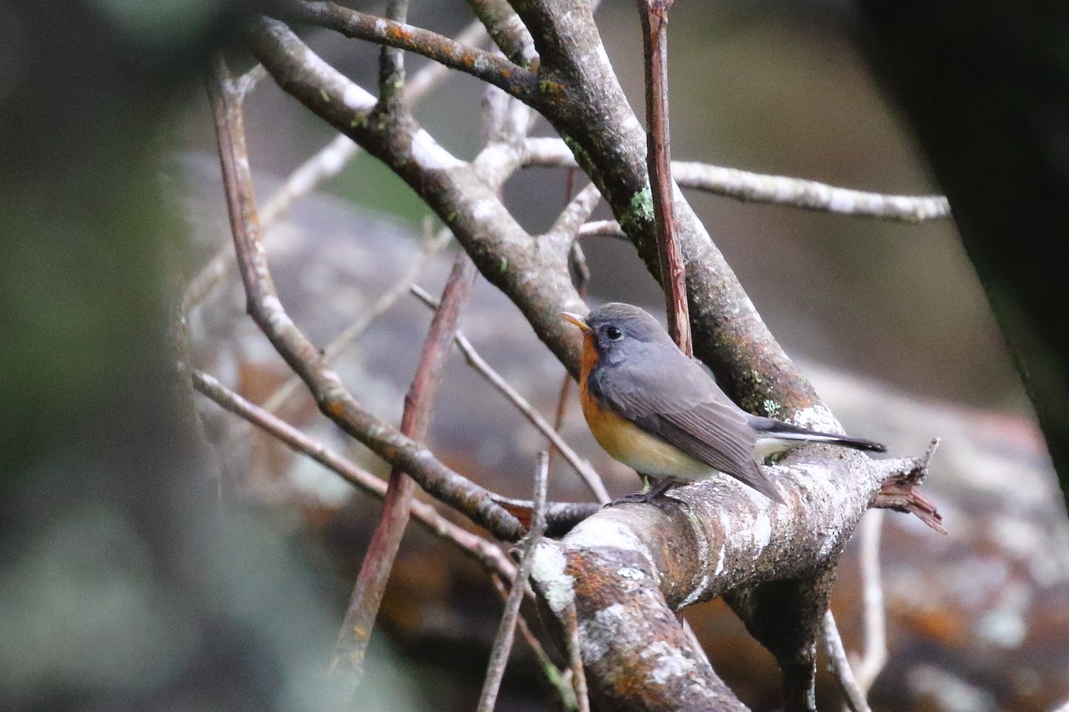 ML527702221 - Kashmir Flycatcher - Macaulay Library