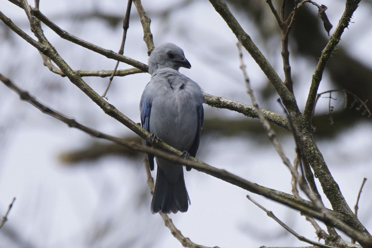 ML528177561 - Blue-gray Tanager - Macaulay Library