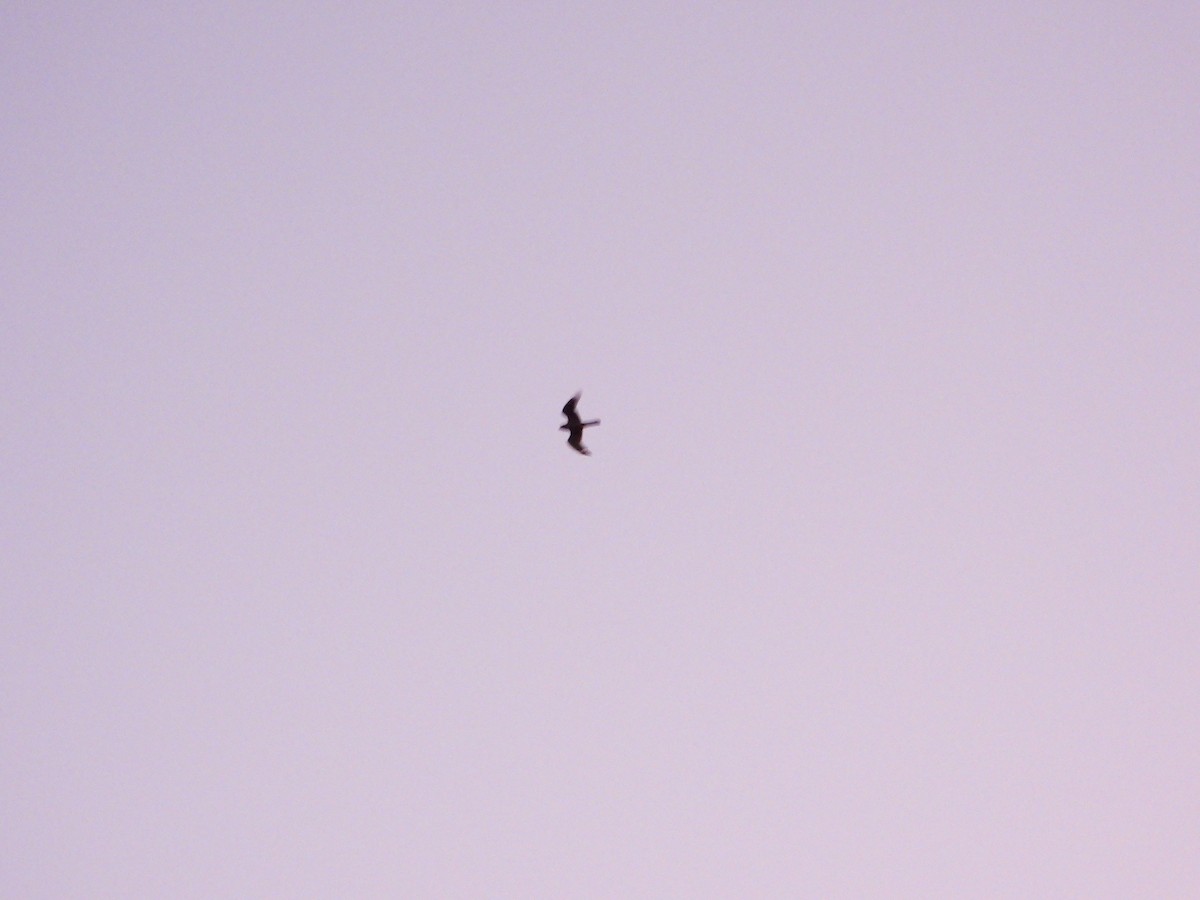 ML528208251 - Lesser Nighthawk - Macaulay Library