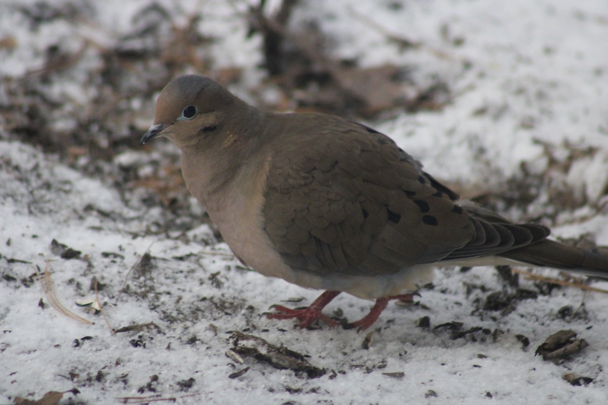 eBird Checklist - 27 Jan 2023 - Chippewa Nature Center - 19 species