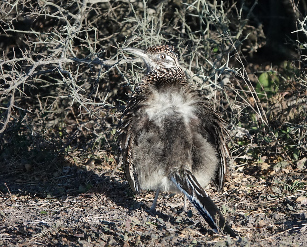 eBird Checklist - 25 Jan 2023 - King Ranch--Santa Gertrudis Unit (CTC ...