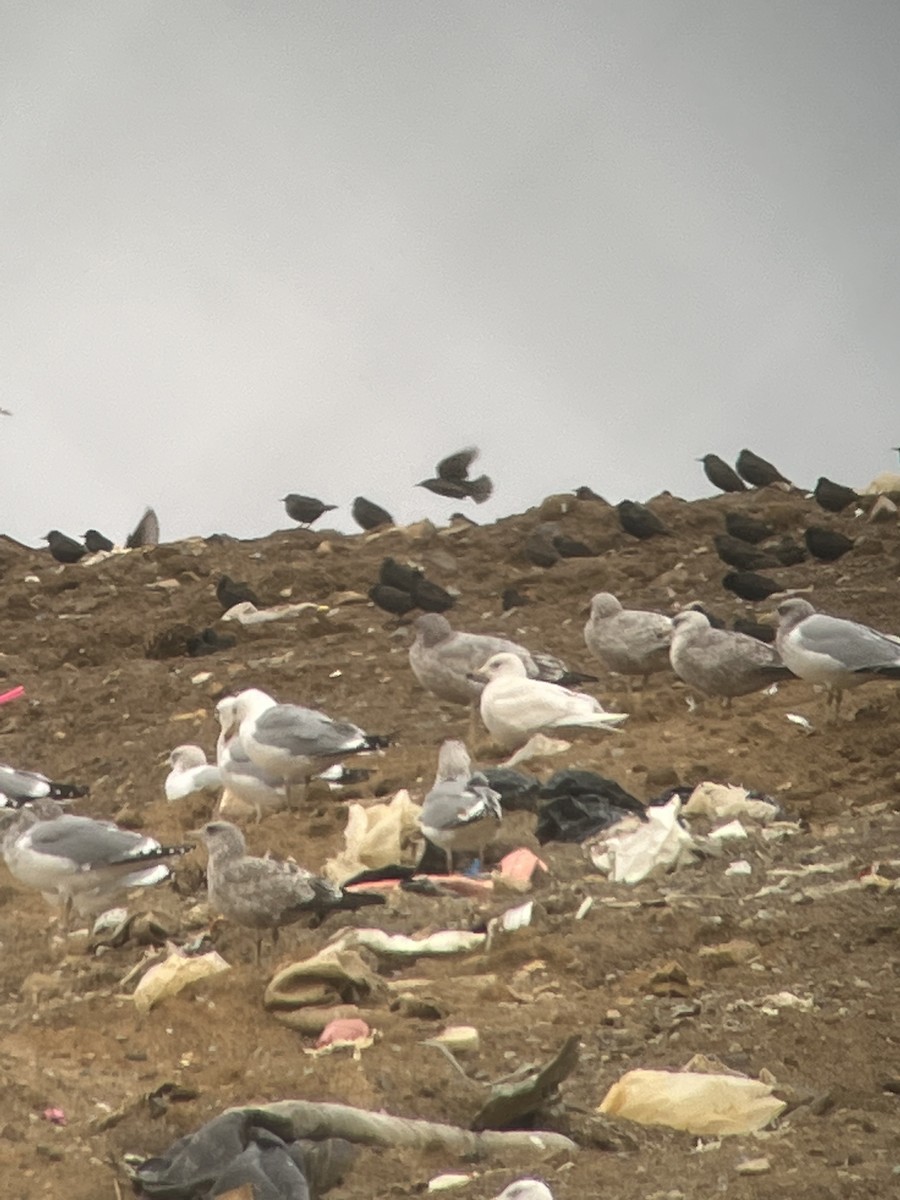 eBird Checklist - 27 Jan 2023 - SE Chester Co. Refuse Authority (SECCRA ...