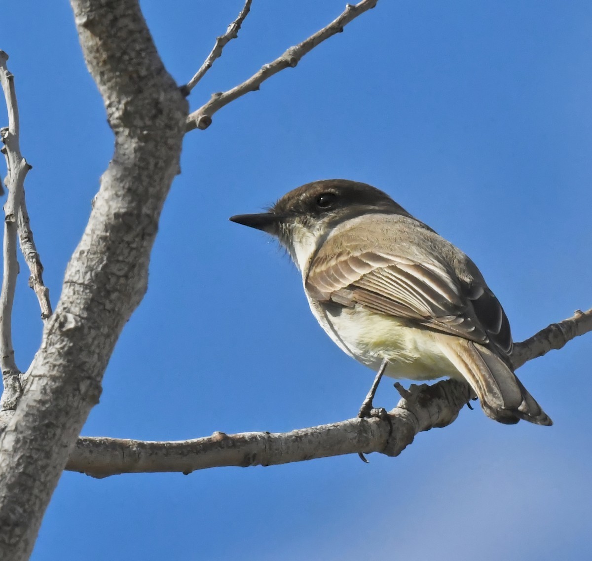 eBird Checklist - 28 Jan 2023 - stakeout Eastern Phoebe, City Heights (2020–24) - 5 species