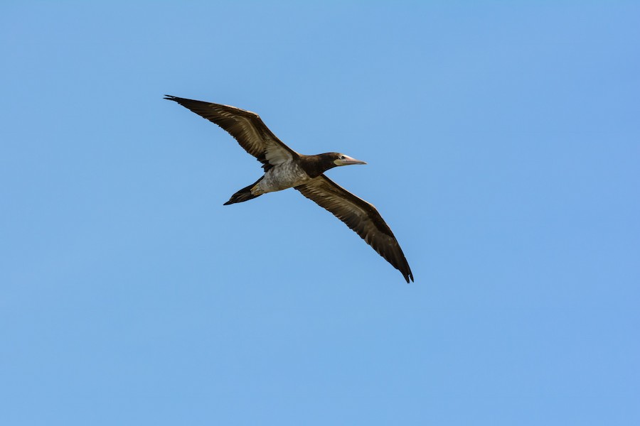 booby sp. - eBird