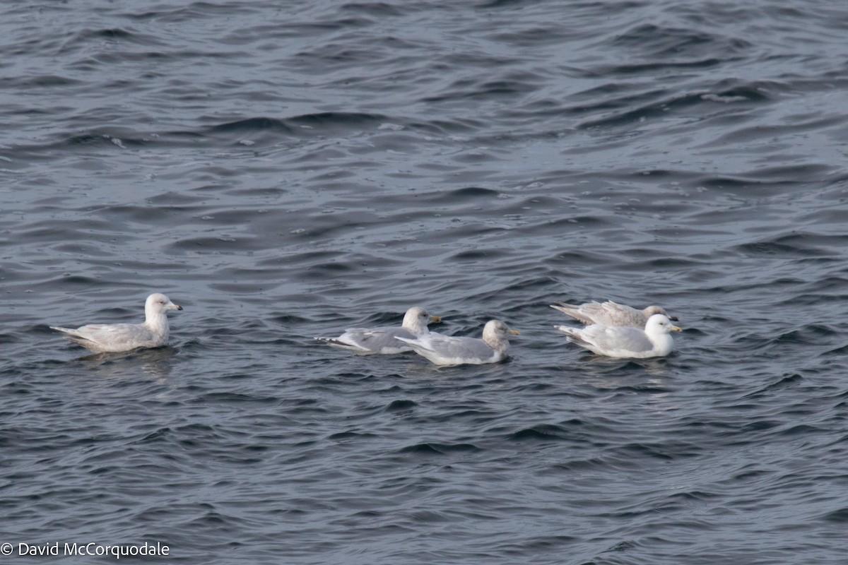 eBird Checklist - 28 Jan 2023 - Aspy Bay--White Point Road - 13 species ...