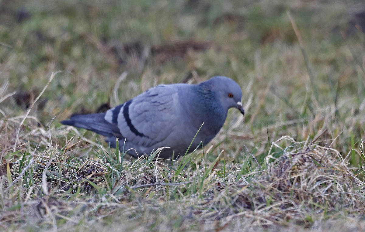 ML529383631 - Rock Pigeon - Macaulay Library
