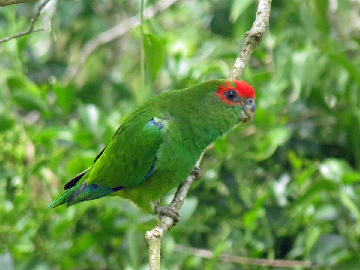 ML529594351 - Pileated Parrot - Macaulay Library