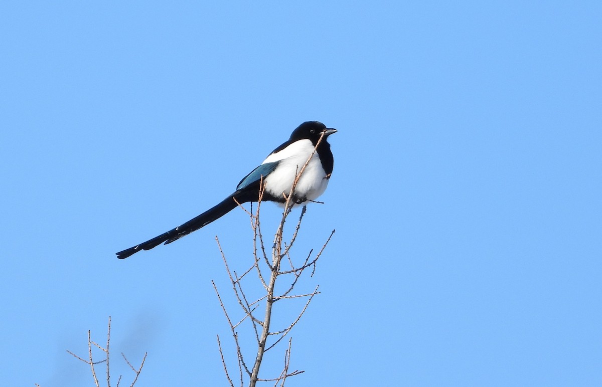 eBird Checklist - 28 Jan 2023 - Sax-Zim Bog--Arkola Rd, E of Poplar Rd ...