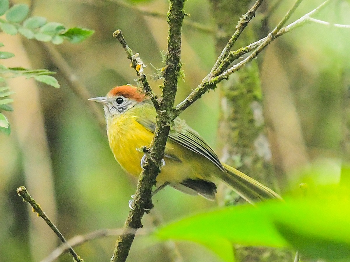 ML529785951 - Rufous-crowned Greenlet - Macaulay Library