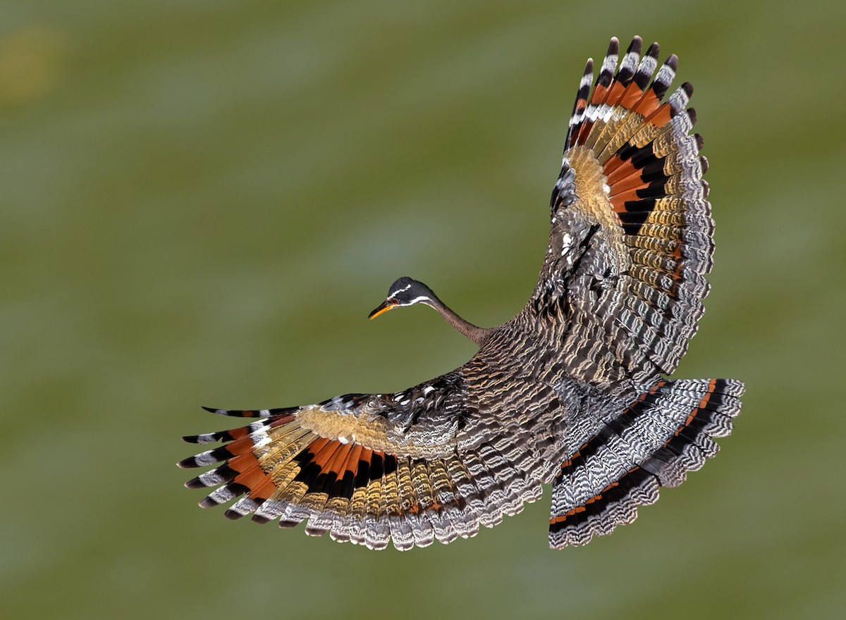 ML529787791 - Sunbittern - Macaulay Library