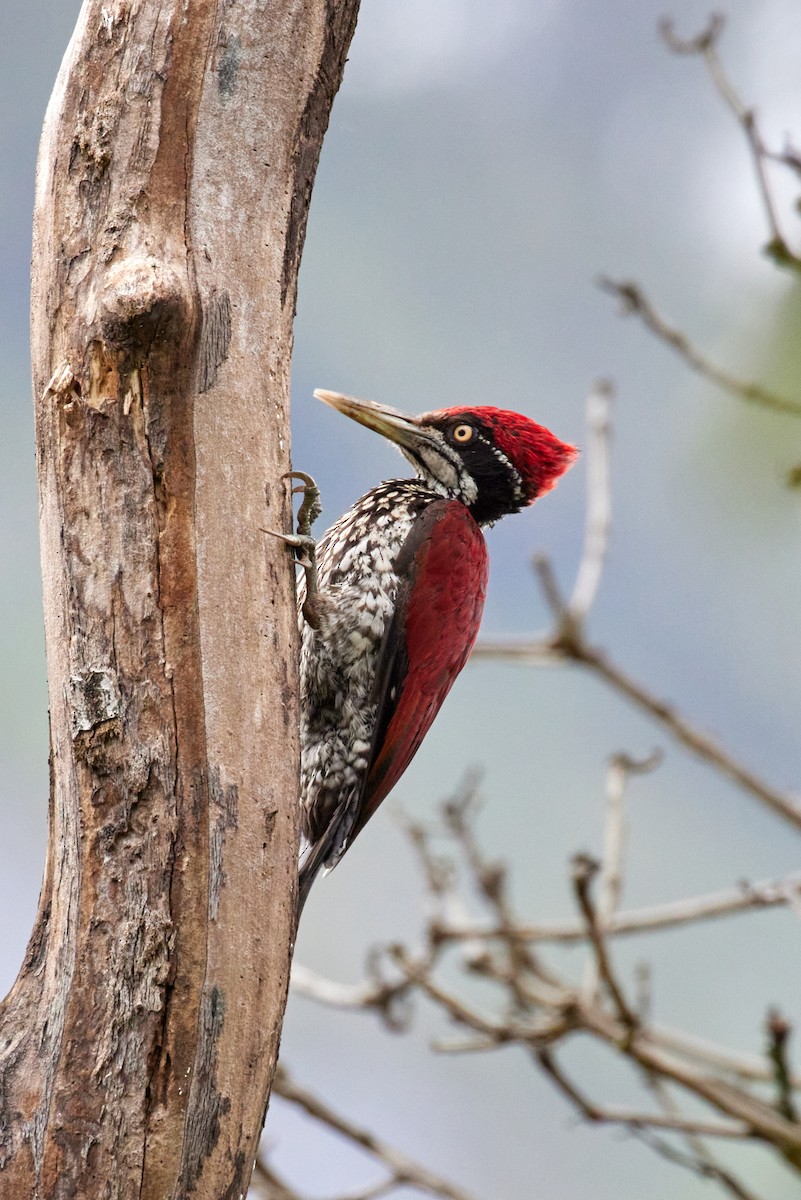 ML529800021 - Crimson-backed Flameback - Macaulay Library