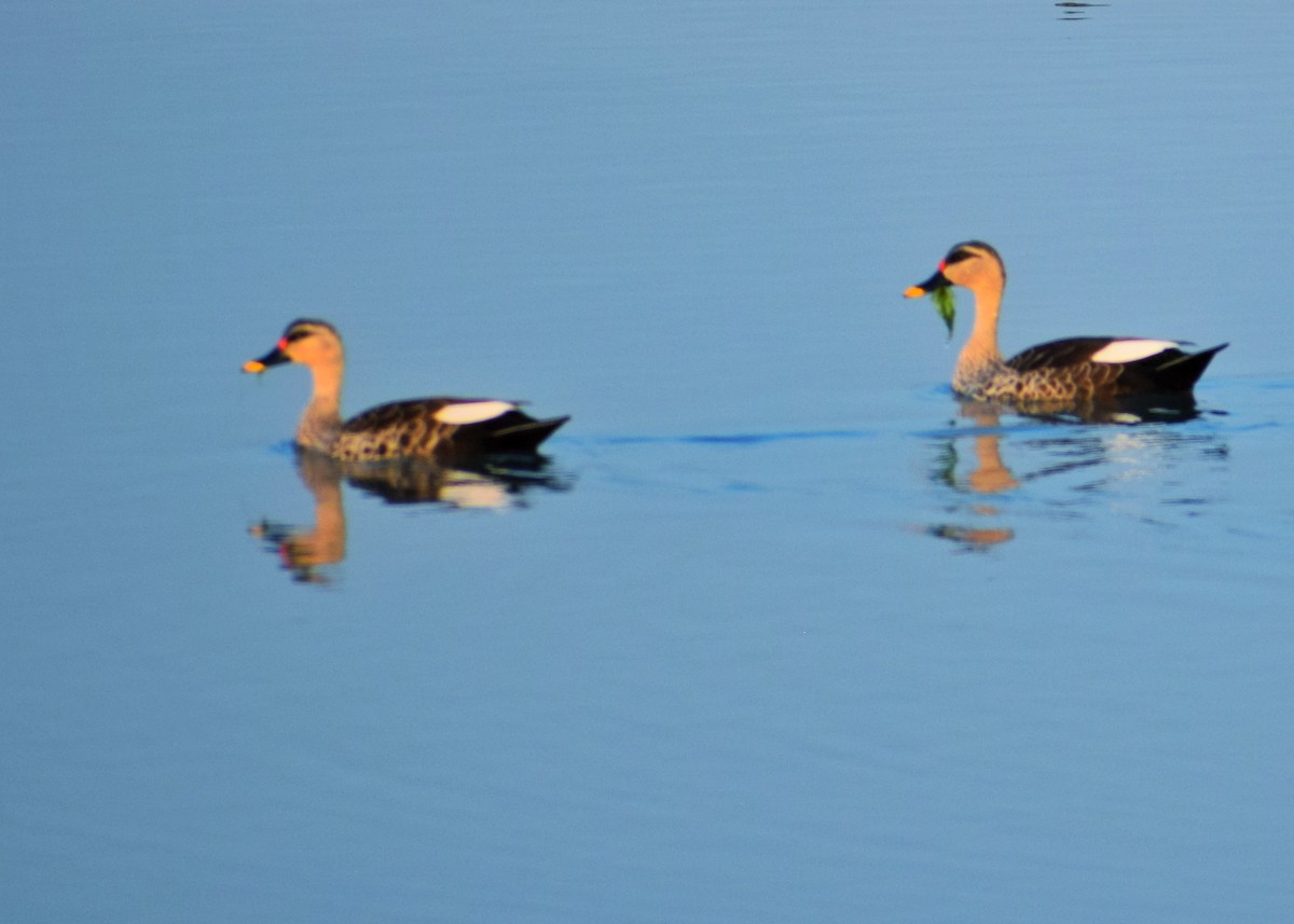 eBird Checklist - 29 Jan 2023 - Mithapur (Tata Chemicals) Township - 65 ...
