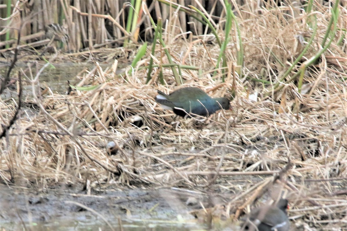 eBird Checklist - 28 Jan 2023 - Stick Marsh (Indian River Co.) - 41 species