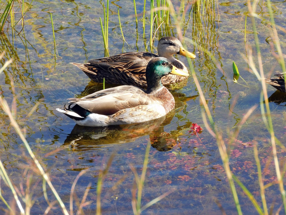 ML530044971 - Mallard (Domestic type) - Macaulay Library
