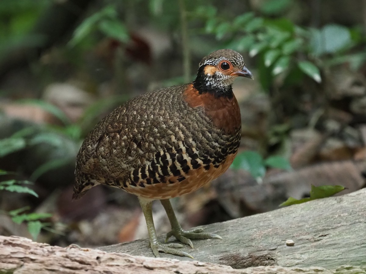 ML530098161 - Chestnut-necklaced Partridge - Macaulay Library