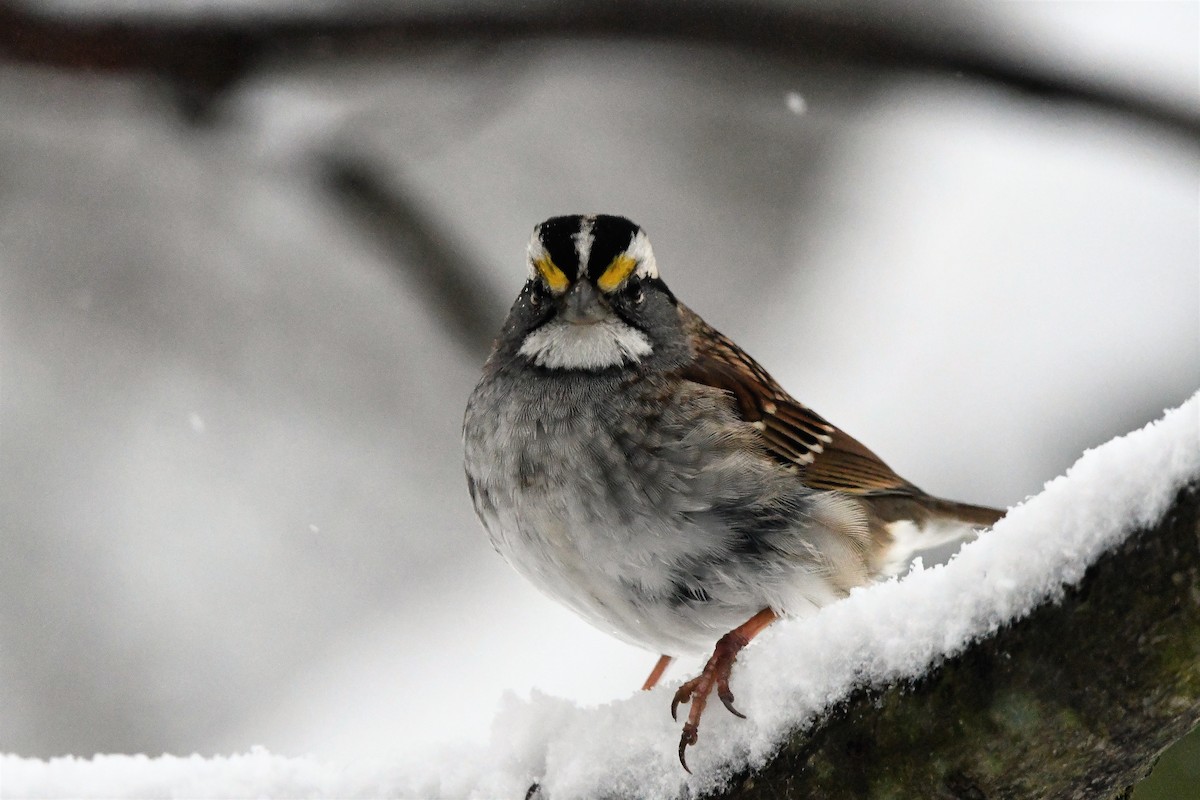 eBird Checklist - 25 Jan 2023 - US-OH-Ontario-3141 Ponderosa Ave - 40 ...