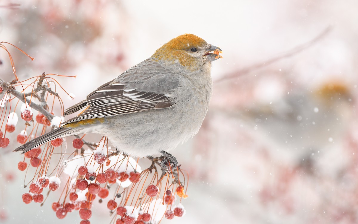 ML530255831 - Pine Grosbeak - Macaulay Library