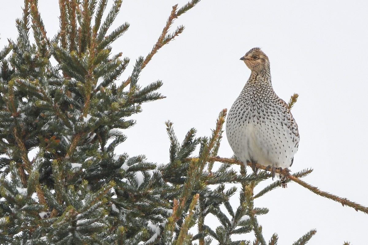 ML530370681 - Sharp-tailed Grouse - Macaulay Library