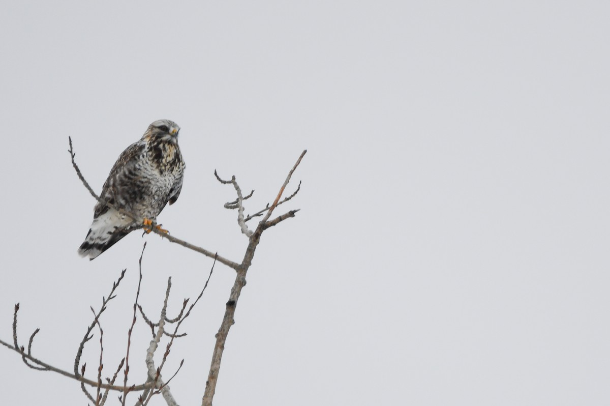 ML530371131 - Rough-legged Hawk - Macaulay Library