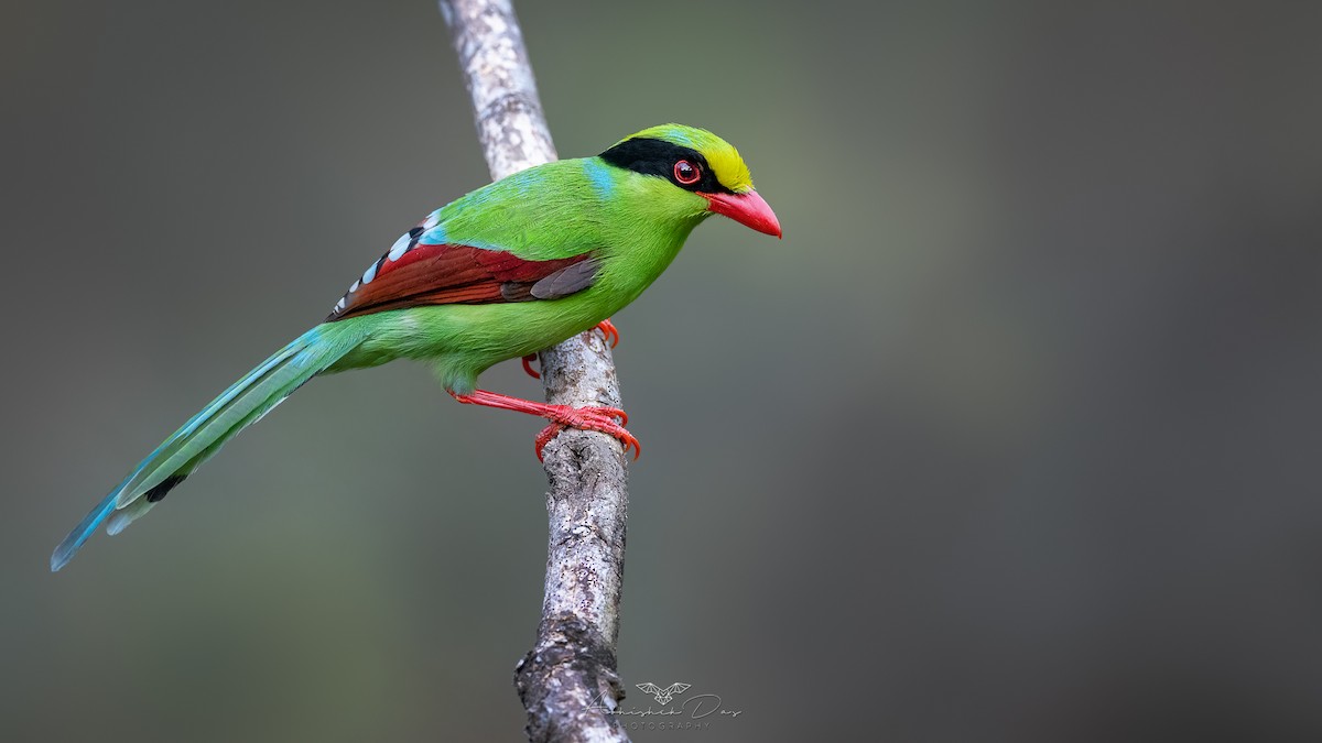 ML530427061 - Common Green-Magpie - Macaulay Library