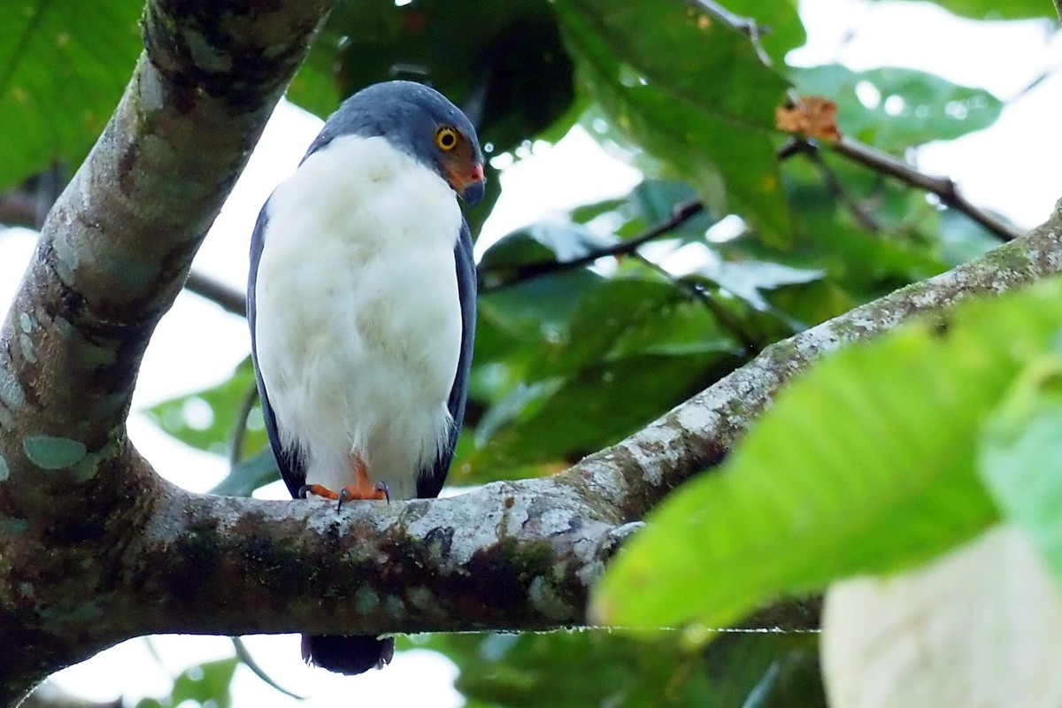 eBird Checklist - 18 Jan 2023 - Estación Biológica La Selva-OTS - 44 ...
