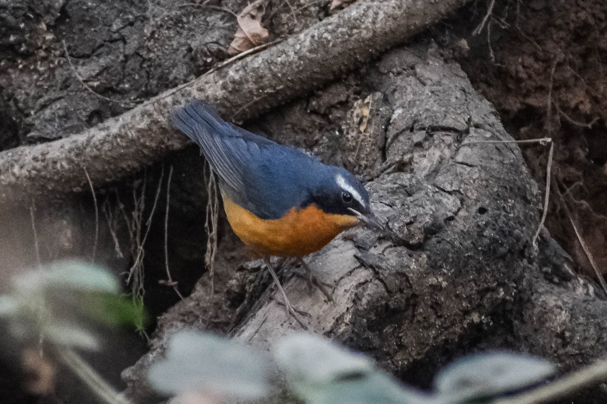 ML530749111 - Indian Blue Robin - Macaulay Library
