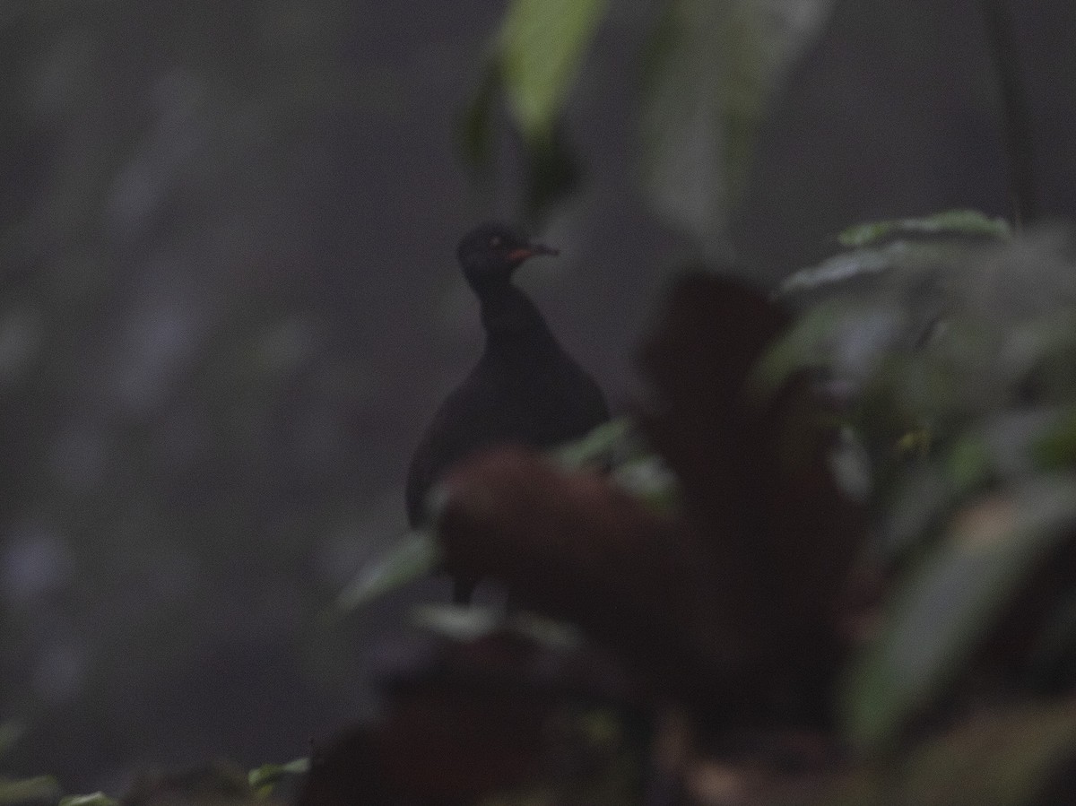 Berlepsch's Tinamou - Crypturellus berlepschi - Media Search - Macaulay ...