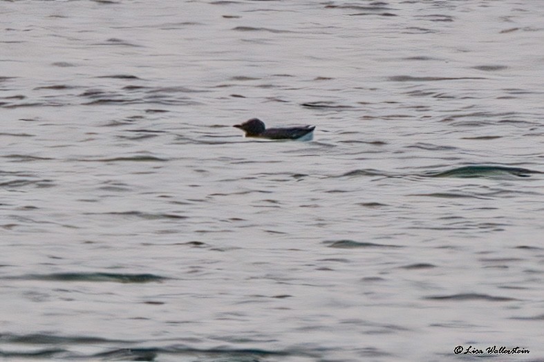 eBird Checklist - 2 Feb 2023 - Ice House Pond, Montauk - 11 species