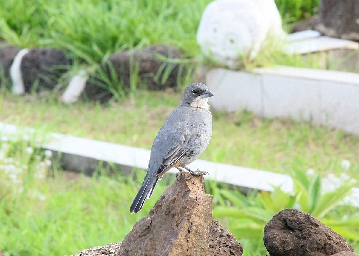 eBird Checklist - 15 Mar 2014 - Easter Island - 12 species