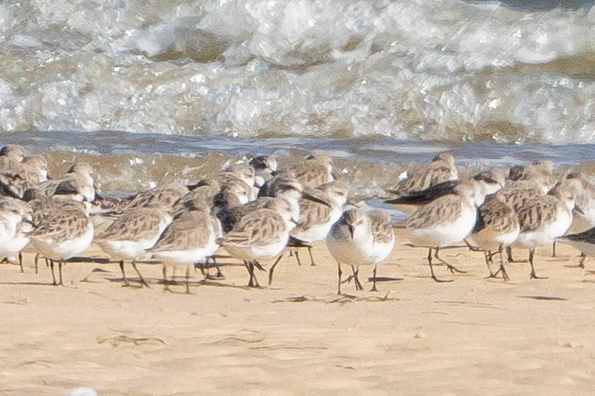 eBird Checklist - 27 Jan 2023 - Stockyard Point - 29 species
