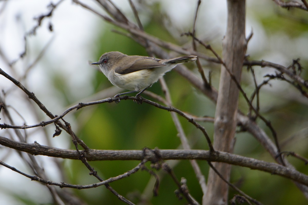 ML53135821 - Gray Gerygone - Macaulay Library