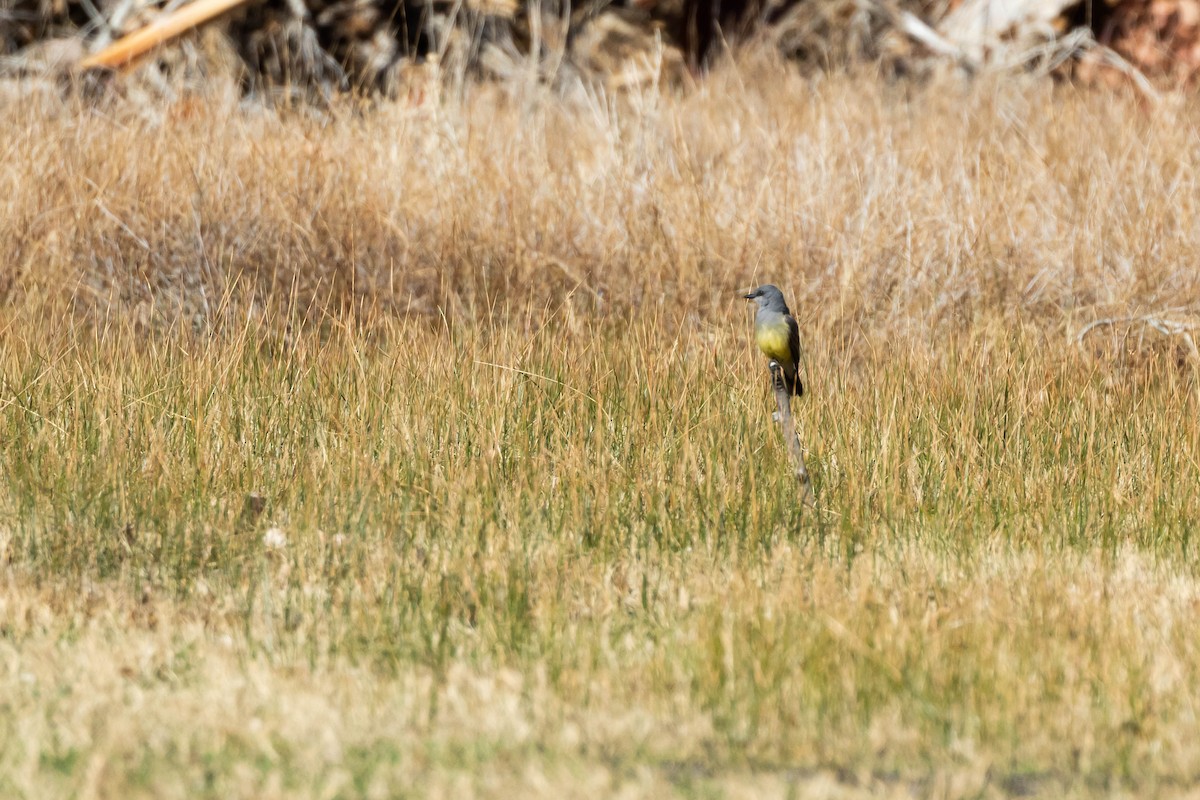 eBird Checklist - 16 Jan 2023 - Big Morongo Canyon Preserve & Covington ...