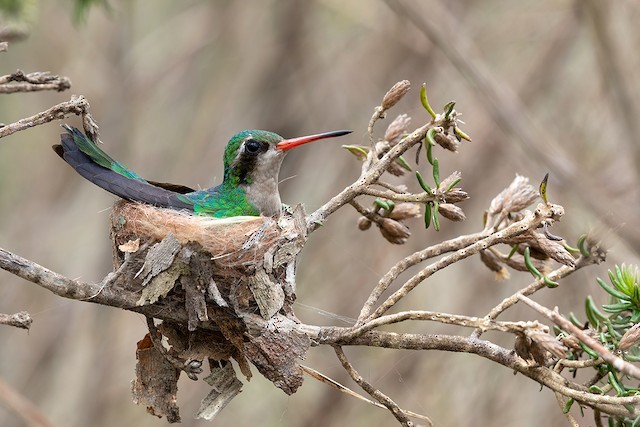 NestWatch: o aplicativo que te ajuda a monitorar ninhos - eBird Brazil