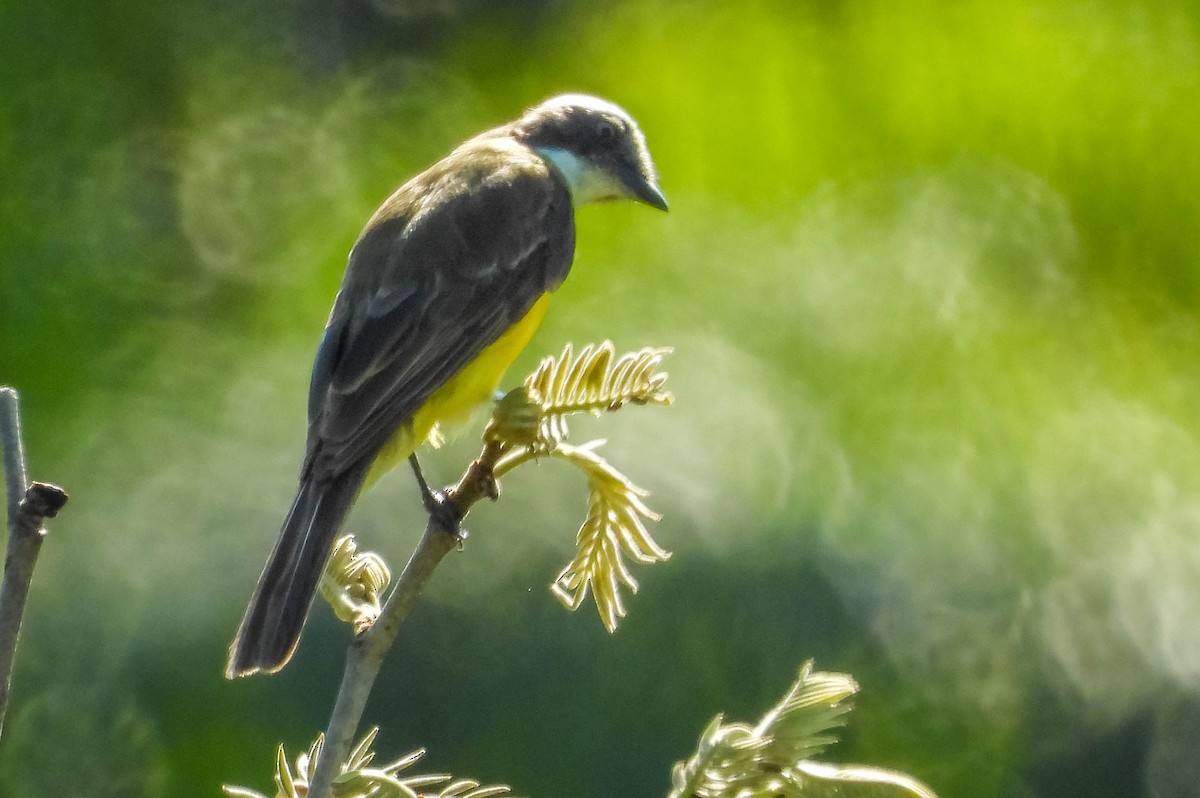 ML531942071 - Social Flycatcher - Macaulay Library