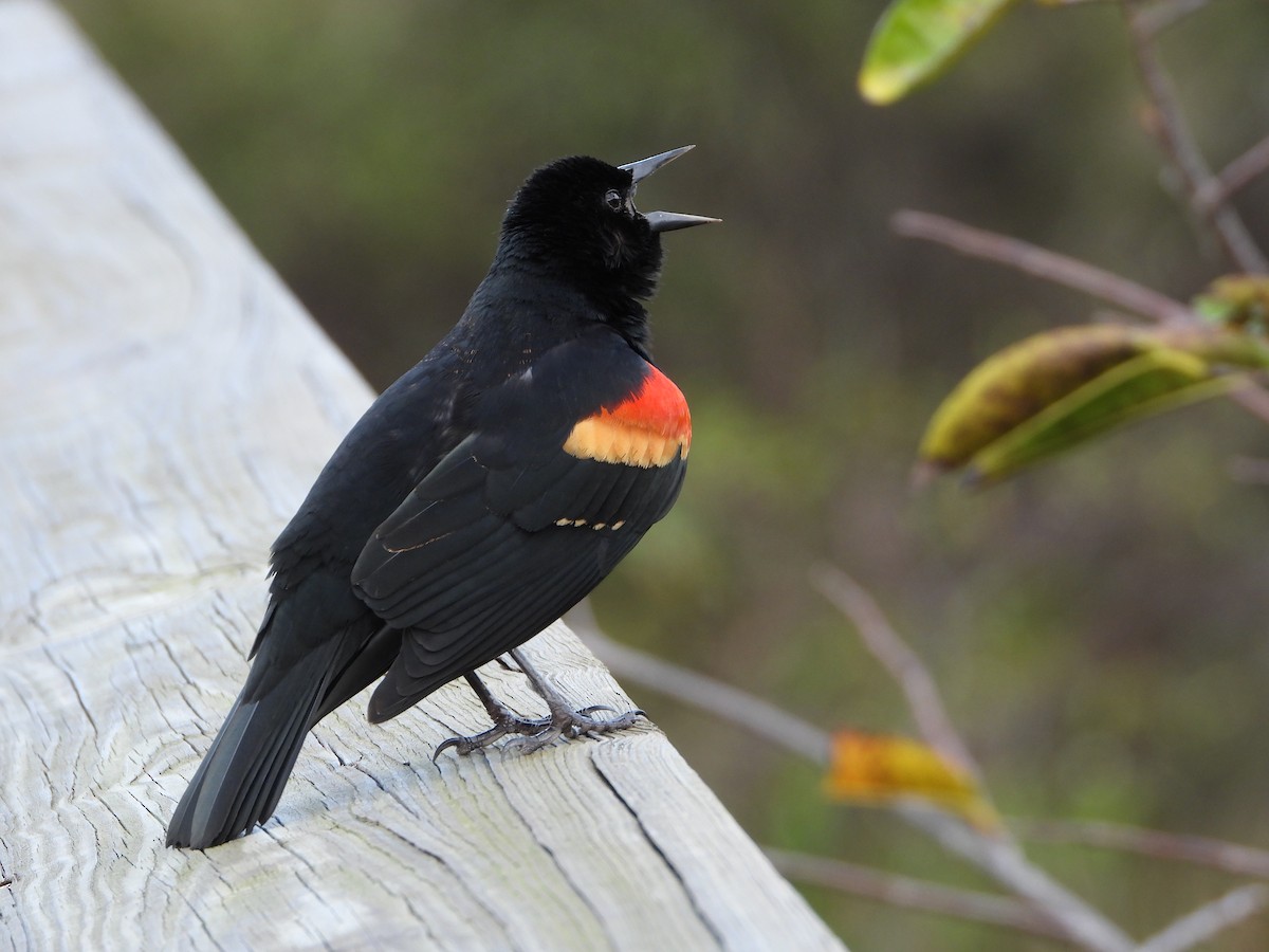 ML532027571 - Red-winged Blackbird - Macaulay Library
