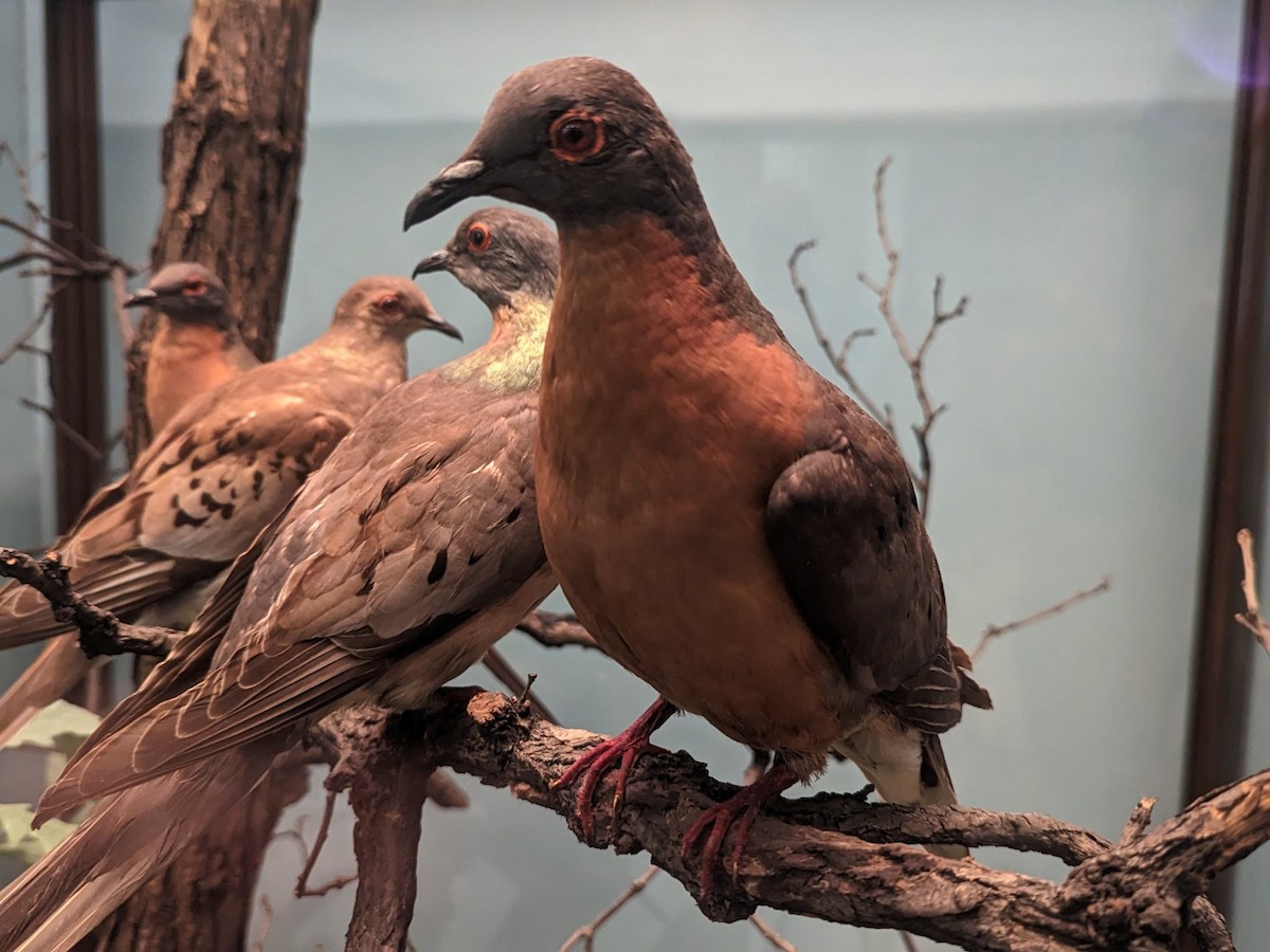 ML532445451 - Passenger Pigeon - Macaulay Library