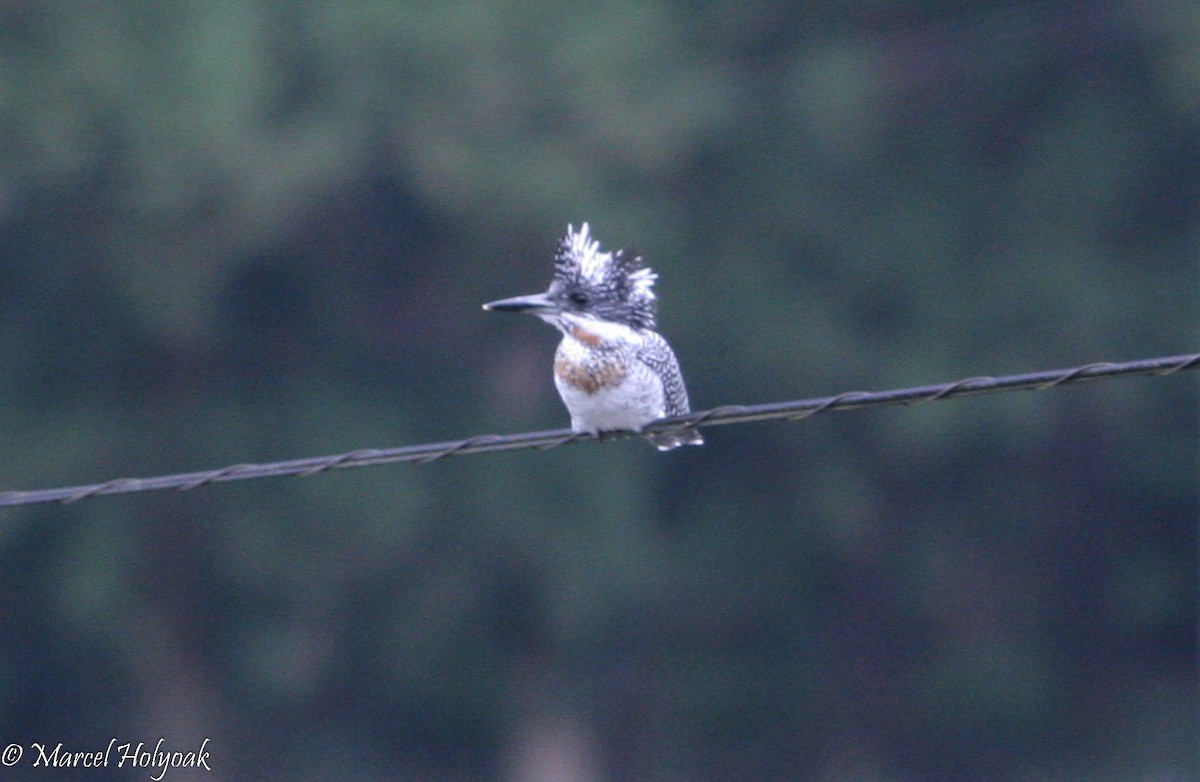 ML532829821 - Crested Kingfisher - Macaulay Library