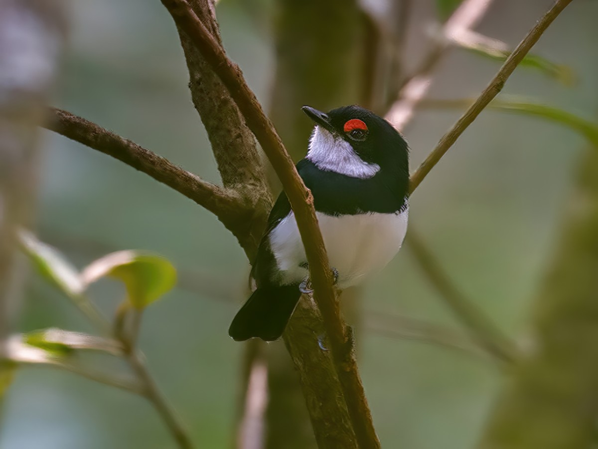Banded Wattle-eye - Platysteira laticincta - Birds of the World