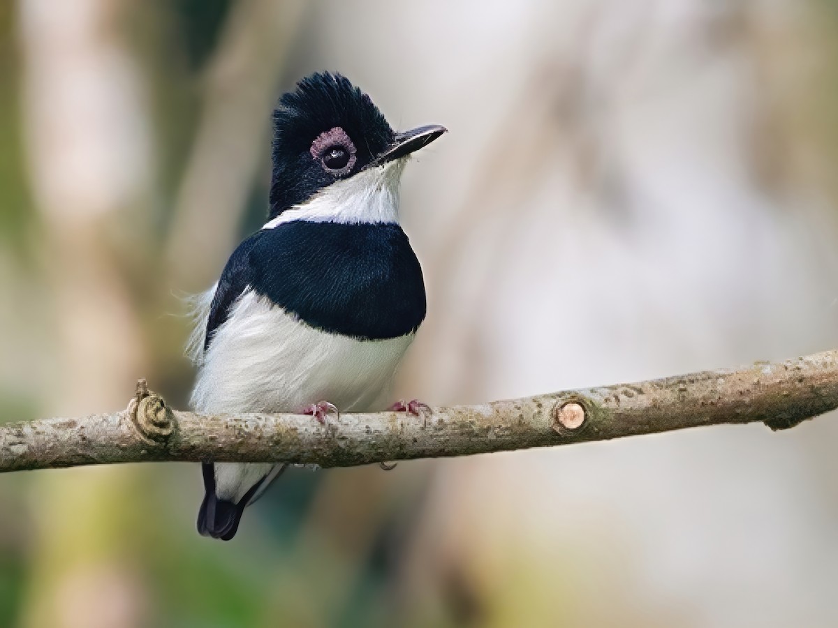 Chestnut Wattle-eye - Dyaphorophyia castanea - Birds of the World