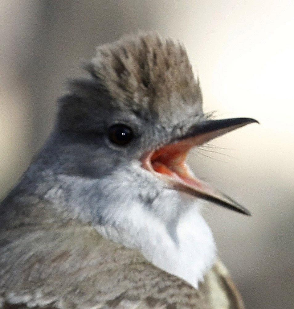 eBird Checklist - 6 May 2016 - Chico Basin Ranch (El Paso Co ...