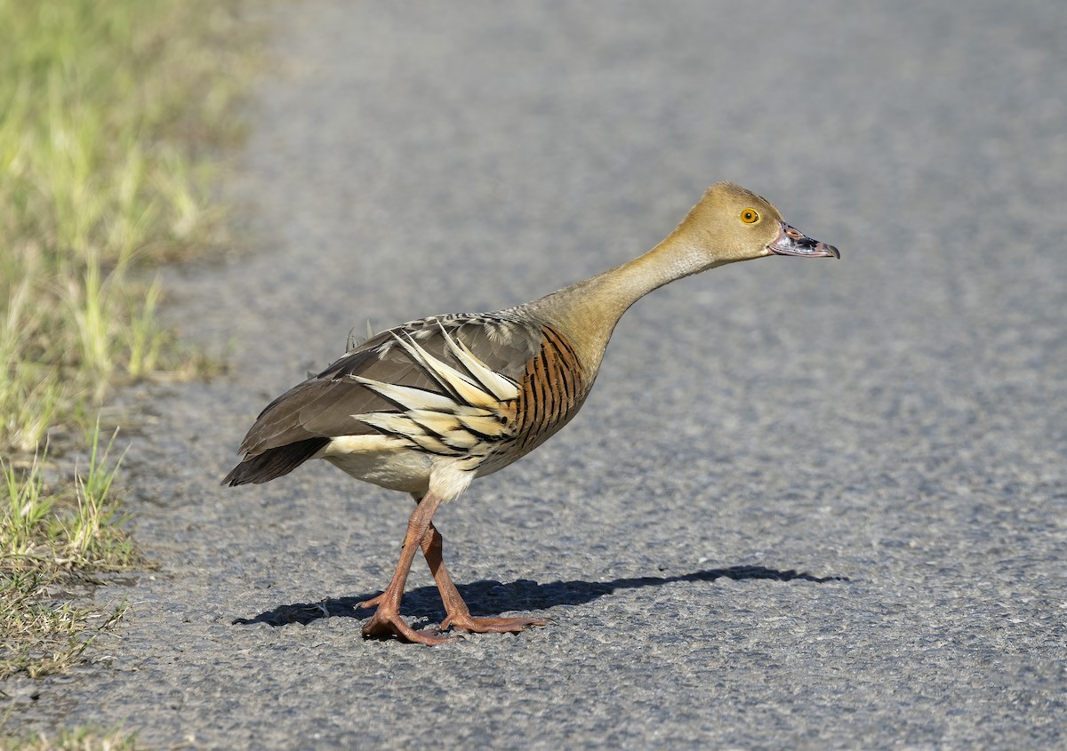 ML533085541 - Plumed Whistling-Duck - Macaulay Library