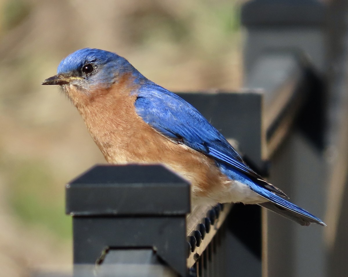 ML533092201 - Eastern Bluebird - Macaulay Library