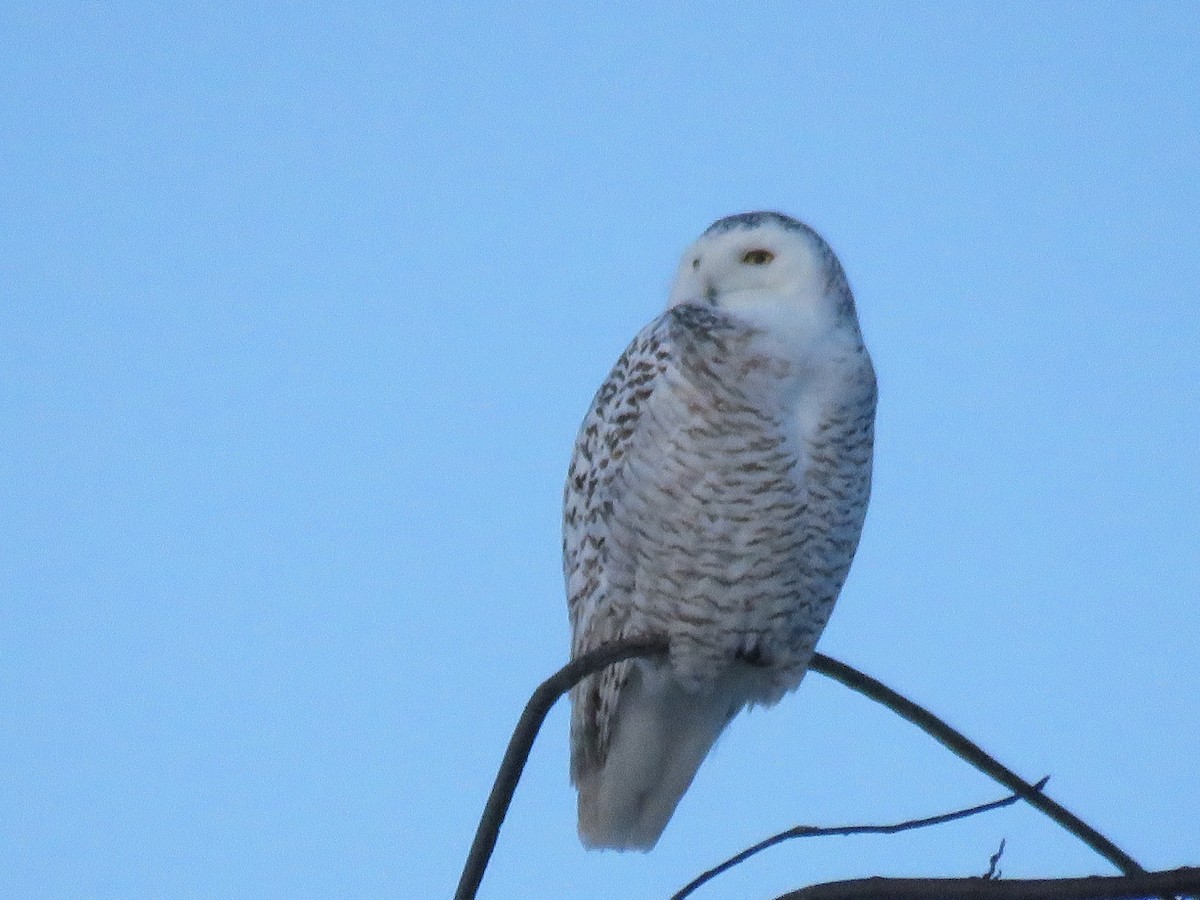 eBird Checklist - 8 Feb 2023 - Saurin, Ontario - 1 species