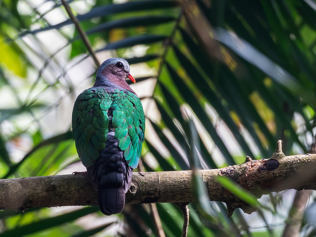 ML533515451 - Asian Emerald Dove - Macaulay Library
