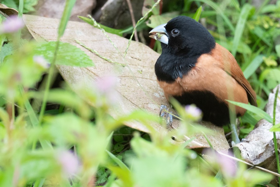 Capuchino tricolor (forma de flancos canela) - eBird